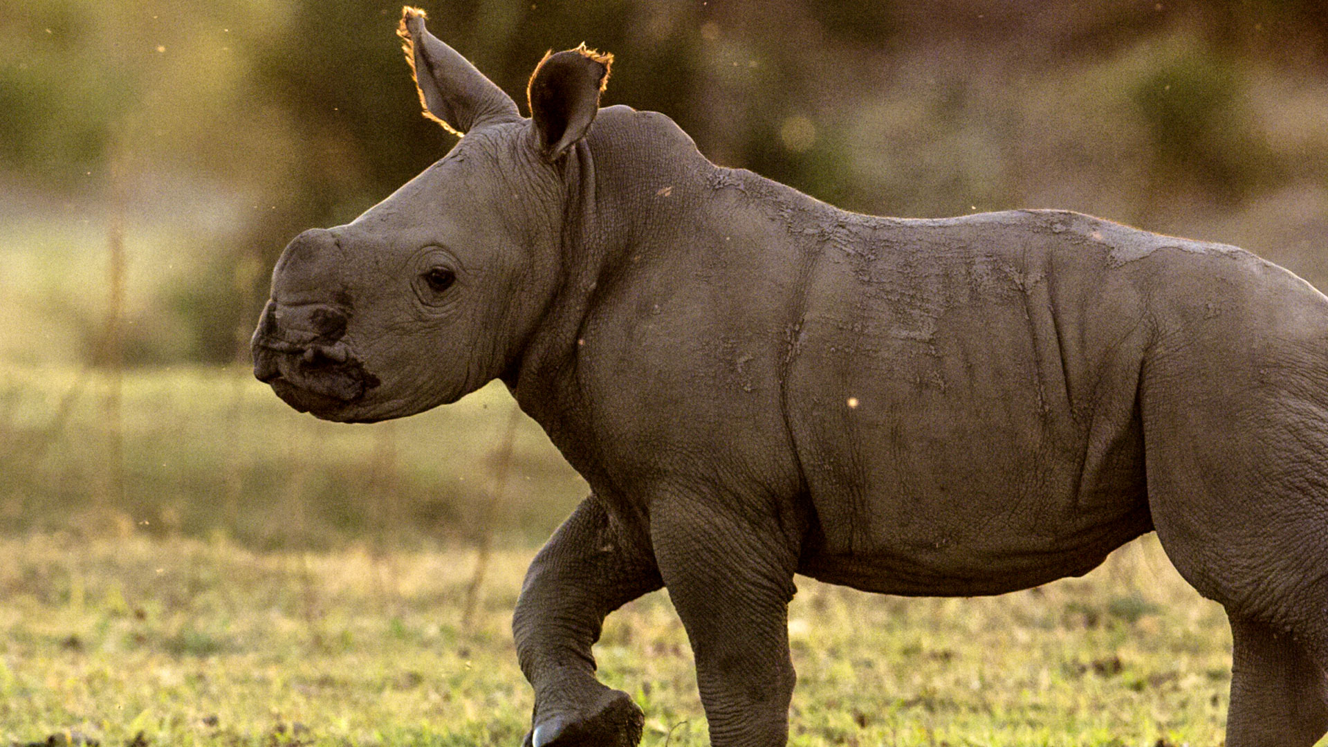 Home - Rhinos Without Borders