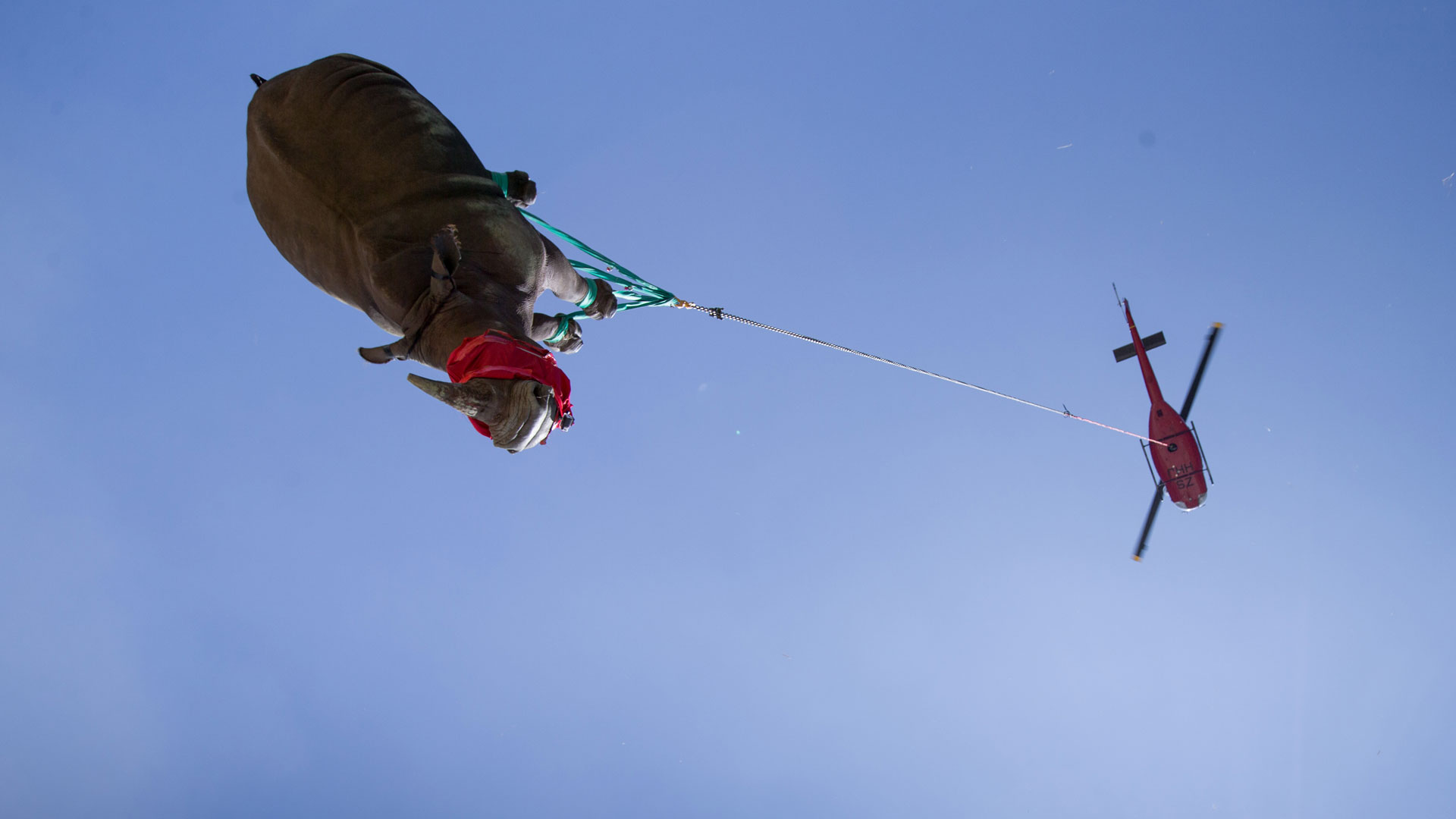 Home - Rhinos Without Borders